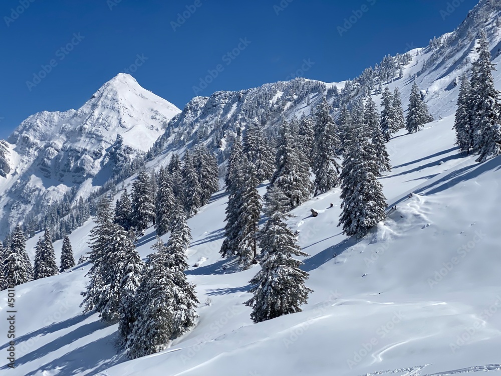 Picturesque canopies of alpine trees in a typical winter atmosphere ...