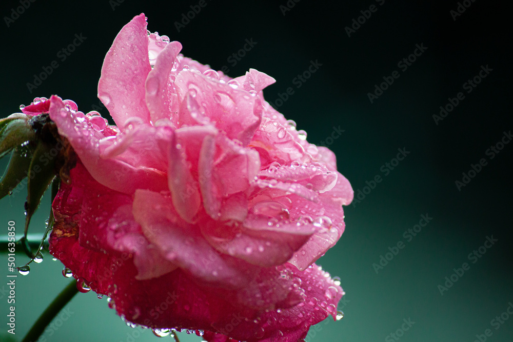 pink rose with water drops Stock Photo | Adobe Stock