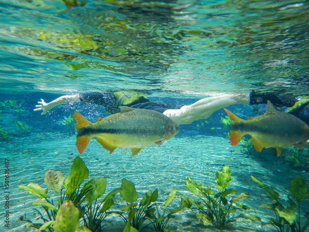 Bonito - MS - floresta com rio limpo e cristalino - peixe piraputanga Stock Photo | Adobe Stock