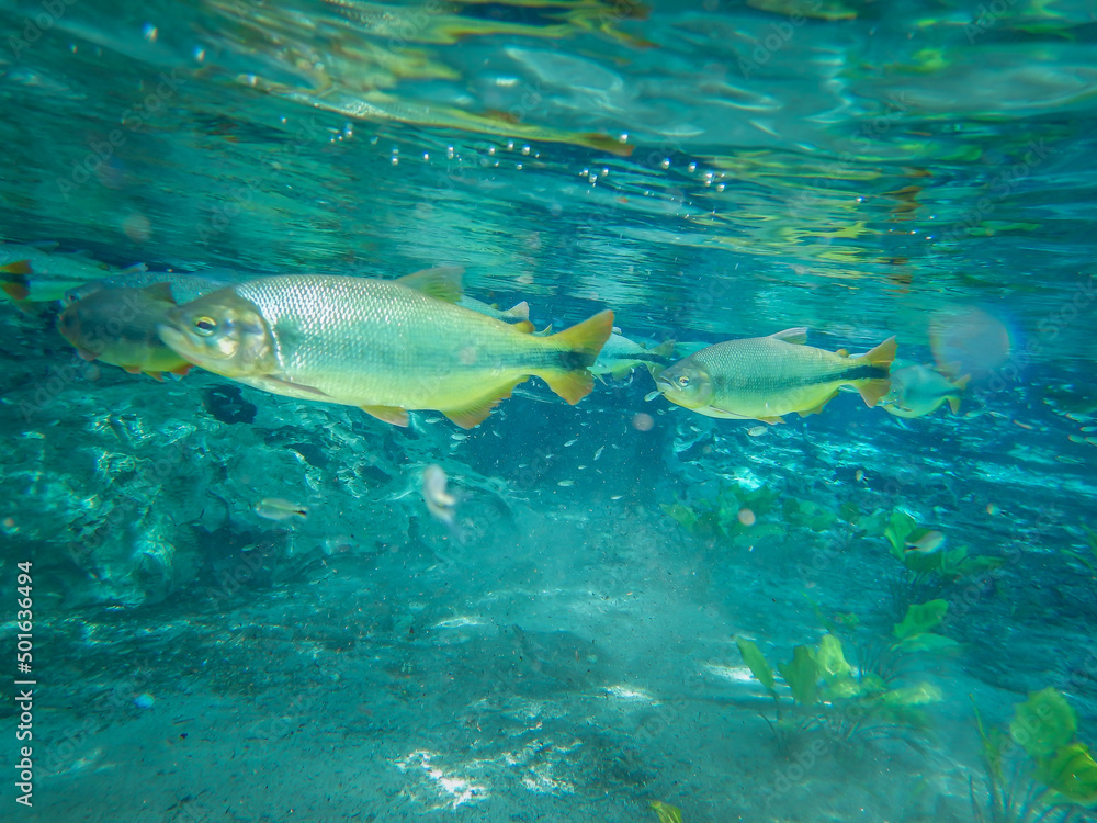 Foto de Bonito - MS - floresta com rio limpo e cristalino - peixe ...