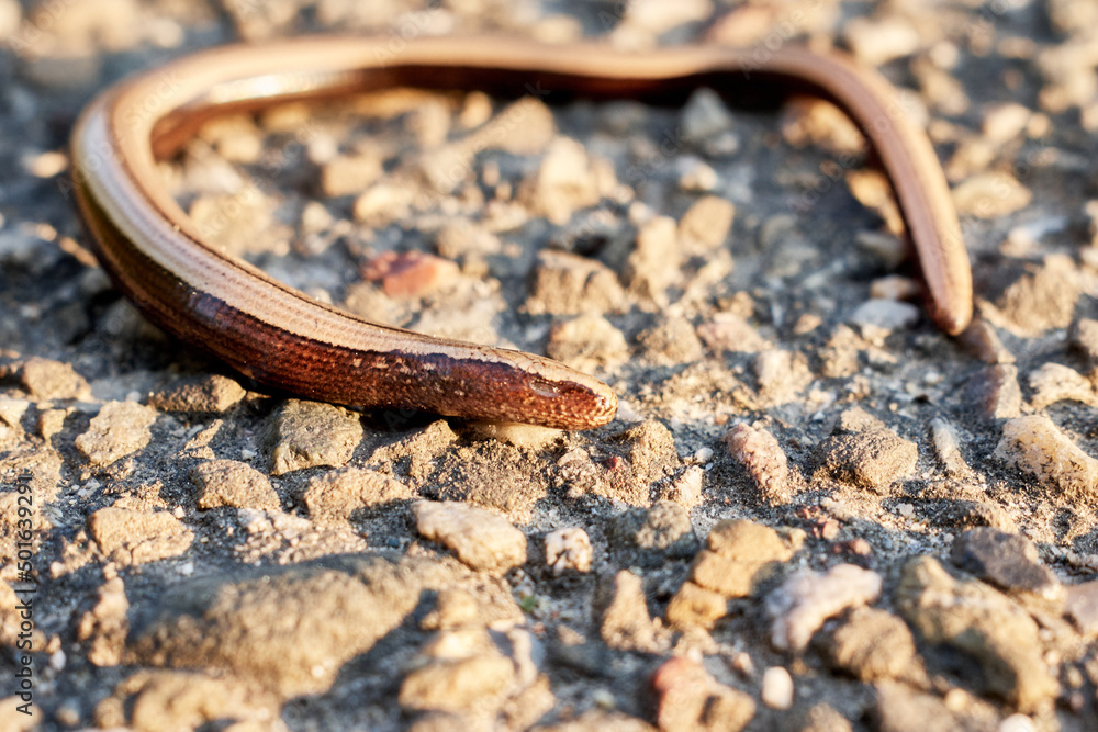 Petit orvet commun ou orvet fragile un faux serpent Stock Photo | Adobe ...