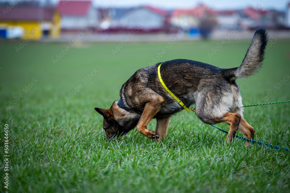 Do German Shepherds Smell