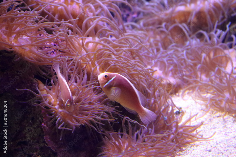 Sea life in Sydney Australia. Fish swimming in aquarium. Travelling ...