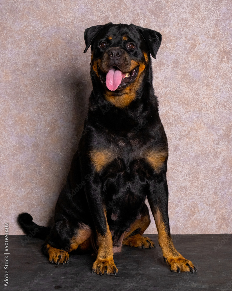 How To Get My Rottweiler Bigger