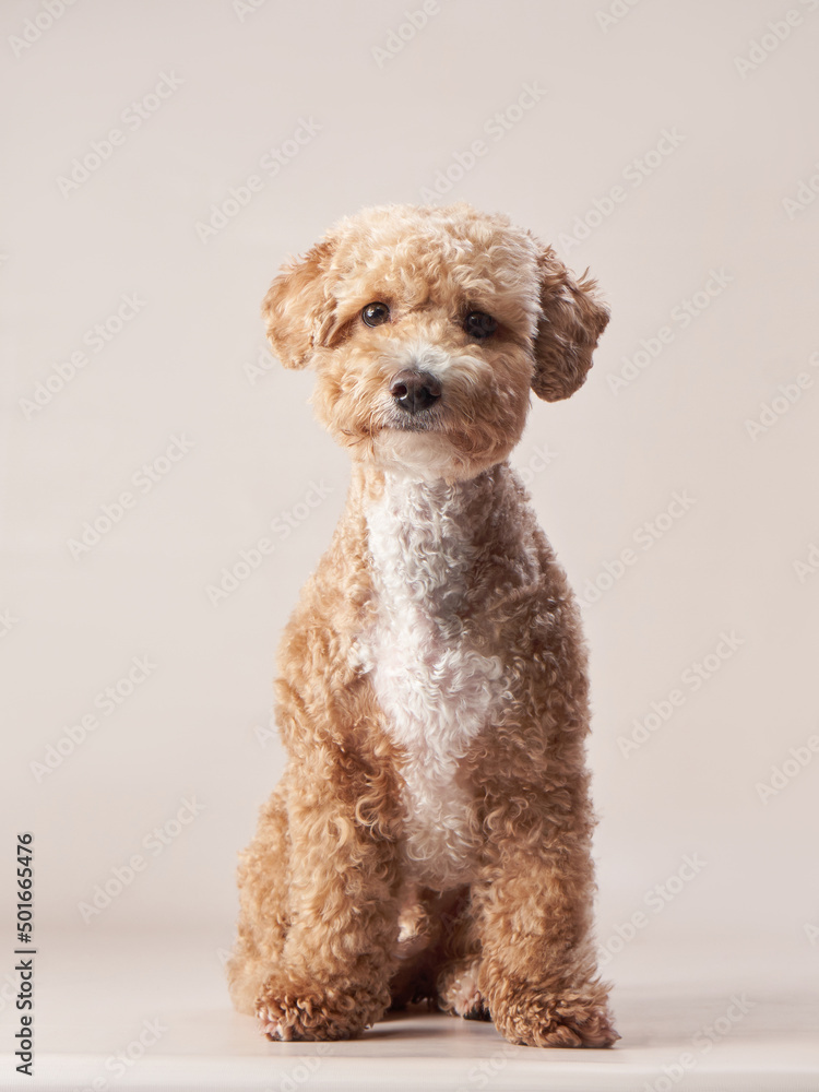 Red Maltipoo