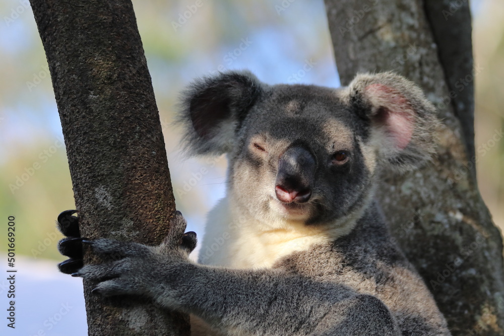 Koalas sleeping and eating in Steve Irwin Wildlife zoo in Brisbane in ...