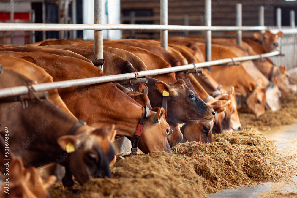 Cows jersey with smart collar in modern farm. Concept Automated ...