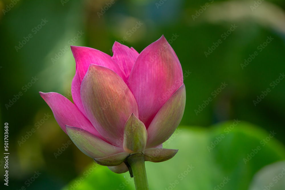 Single pink lotus flower, nelumbo nucifera, in a beam of sunlight ...