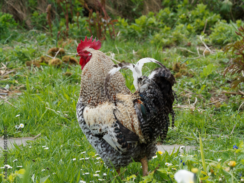Stockfoto La Legbar (Gallus domesticus) race de poulet britannique au ...