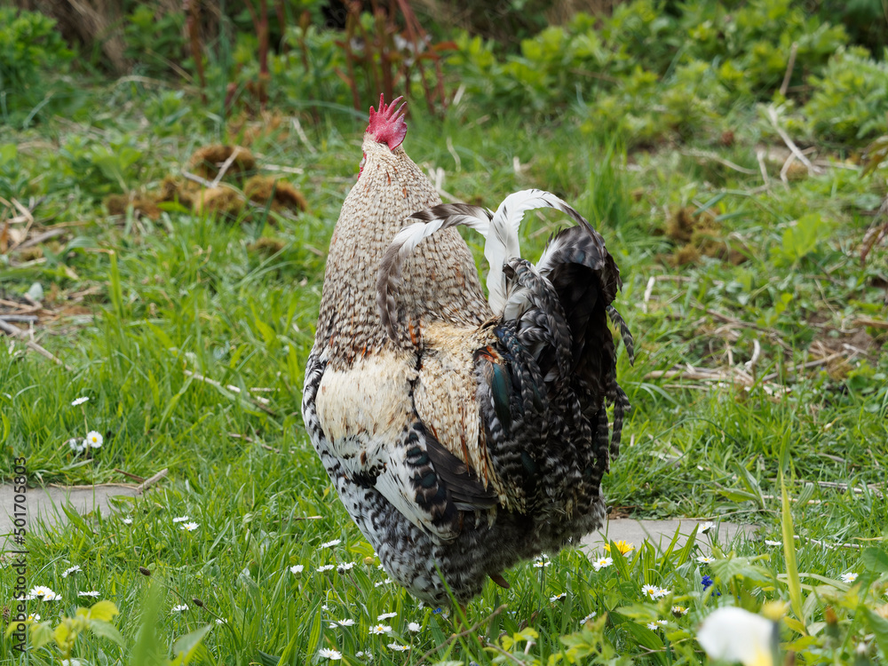 La Legbar (Gallus domesticus) race de poulet britannique au corps ...