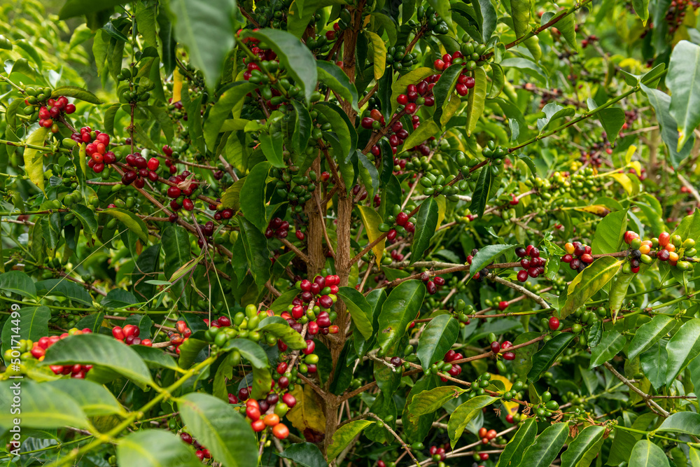 An organic coffee farm in the mountains of Panama, with red coffee ...