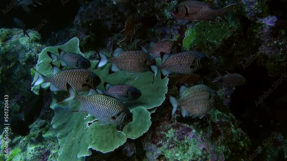 School of fish in underwater in French Polynesia. Amazing spectacle of ...