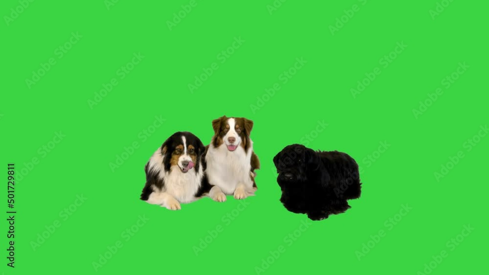 Three dogs isolated lying down on a Green Screen, Chroma Key. Stock ...