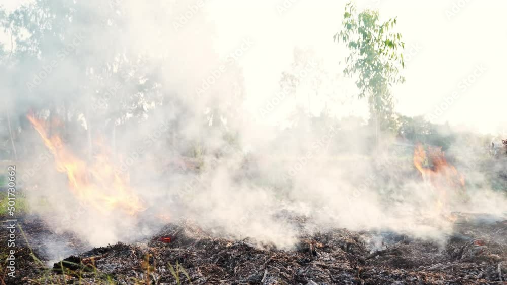 Burning of branches and leaves from agricultural waste in the fields ...