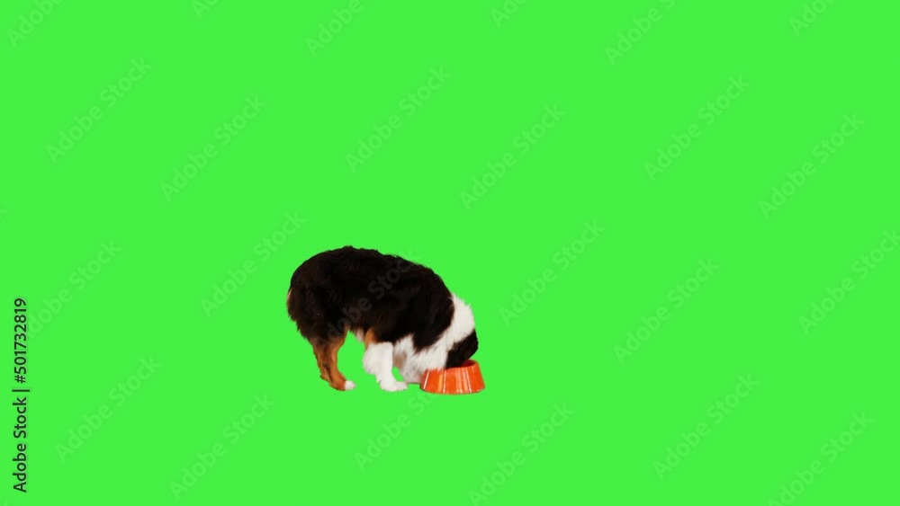 Australian Shepherd dog eating pet food on a Green Screen, Chroma Key ...