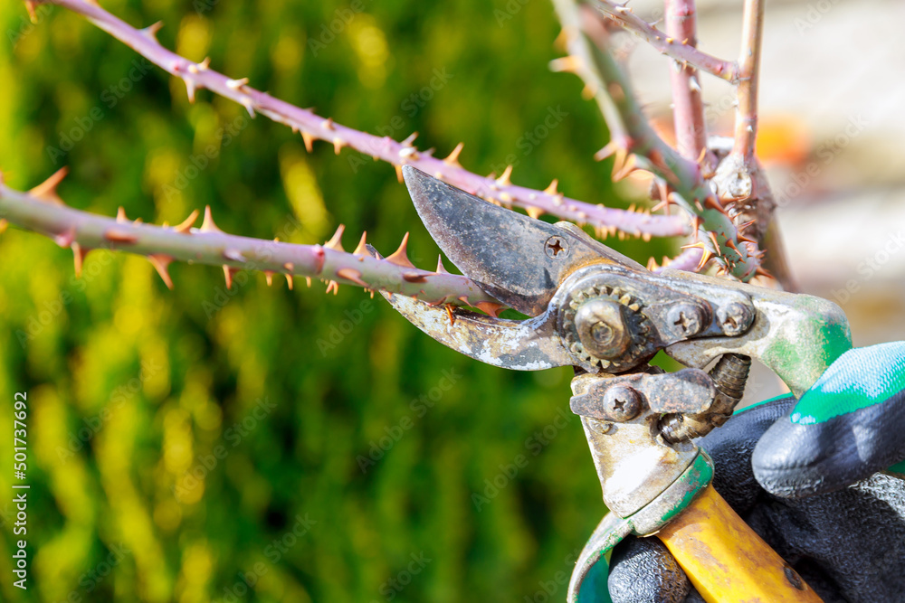 Pruning roses with garden shears. Formation of a rose bush by a ...