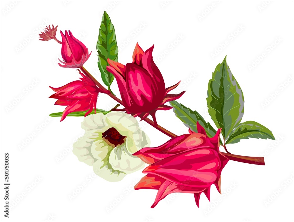 Roselle fruits vector illustration Stock Vector | Adobe Stock
