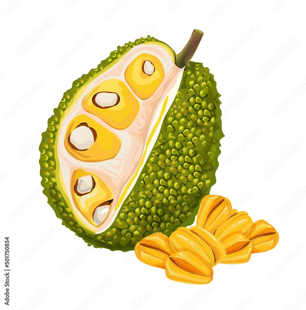 Jack Fruit Clip Art