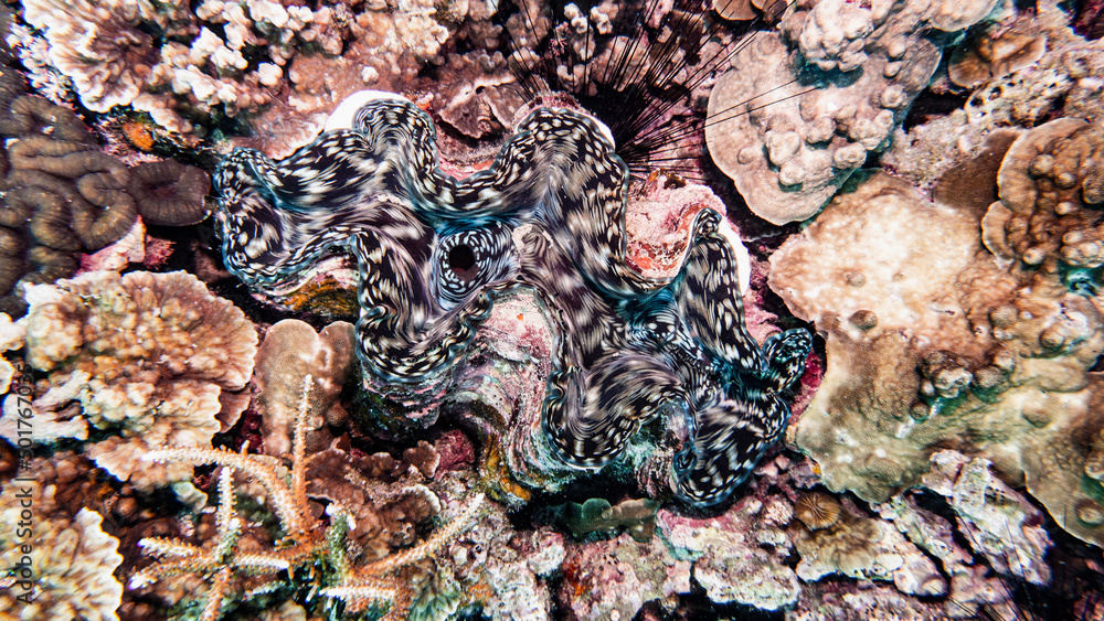 the inside of a giant clam shell in Thailand Stock Photo | Adobe Stock