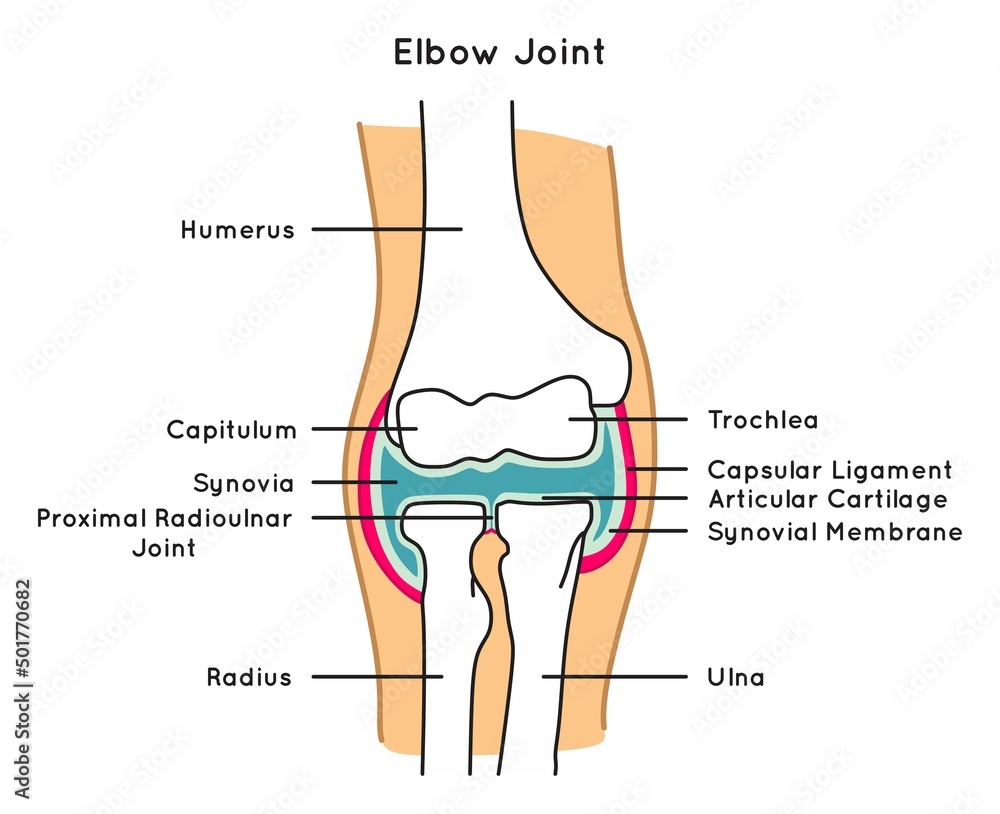 Obraz Elbow joint anatomy infographic diagram bones humerus radius and ... Obraz Elbow joint anatomy infographic diagram bones humerus radius and ...