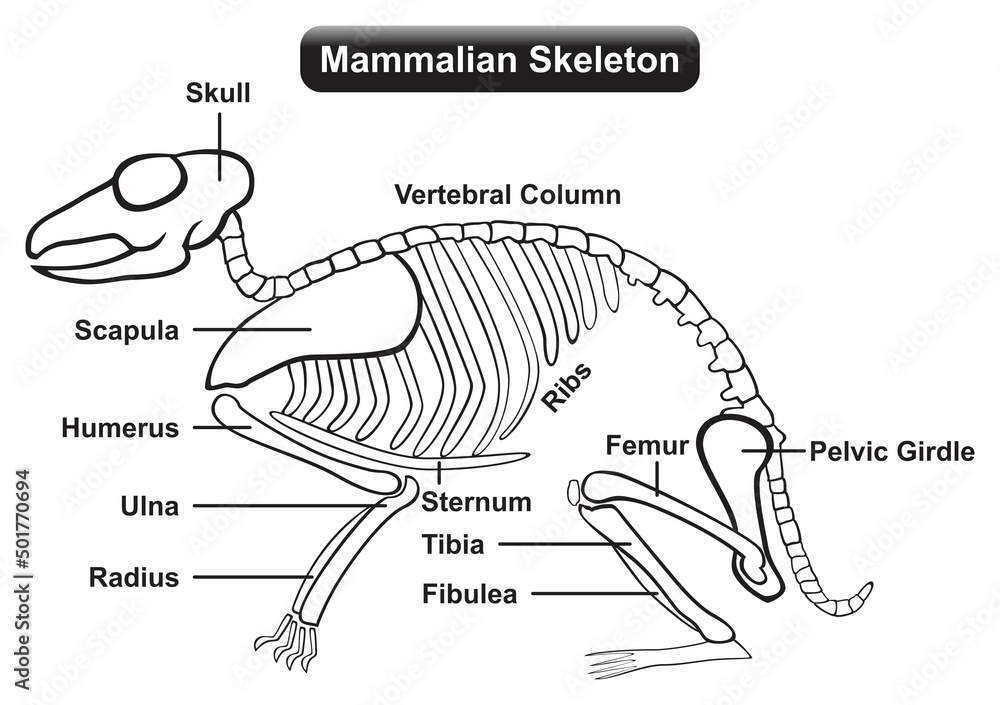 Mammalia Diagram