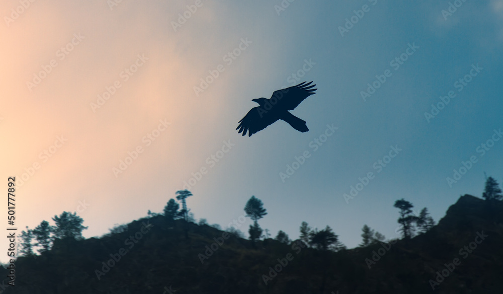 Indian Glossy Black Raven, House crow (Corvus splendens) in cities of ...