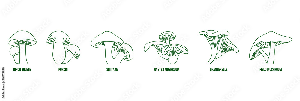 mushroom line art vector illustration birch bolete, porcini, shiitake ... mushroom line art vector illustration birch bolete, porcini, shiitake ...