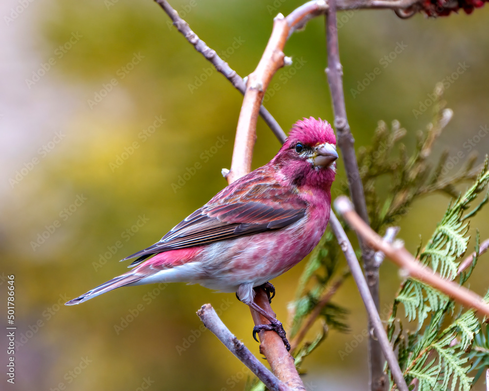 Purple Finch Photo and Image. Finch male close-up profile view, perched ...