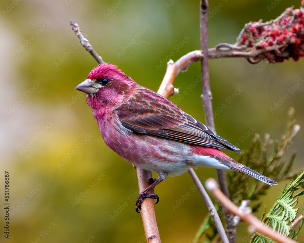 Purple Finch Photo and Image. Finch male close-up profile view, perched ...