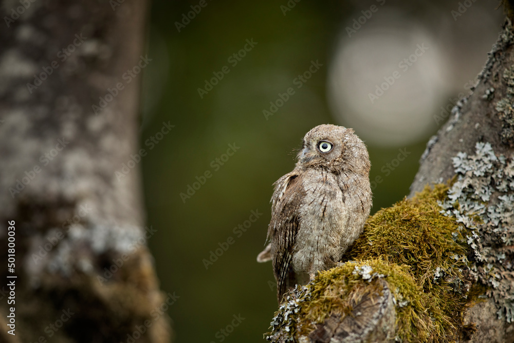 Common Scops Owl, Otus scops, little owl in the nature habitat, sitting ...