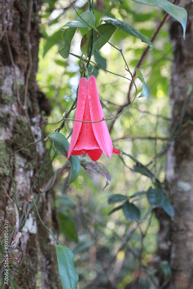 chile-bells copihue chileno Stock Photo | Adobe Stock