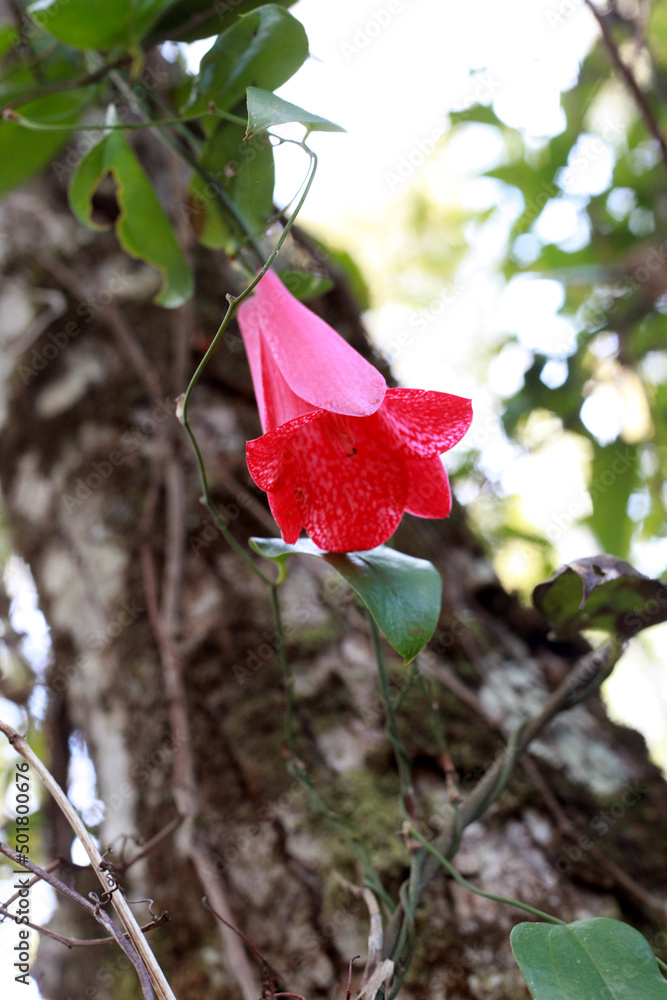 chile-bells copihue chileno flor nativa chilena Stock Photo | Adobe Stock