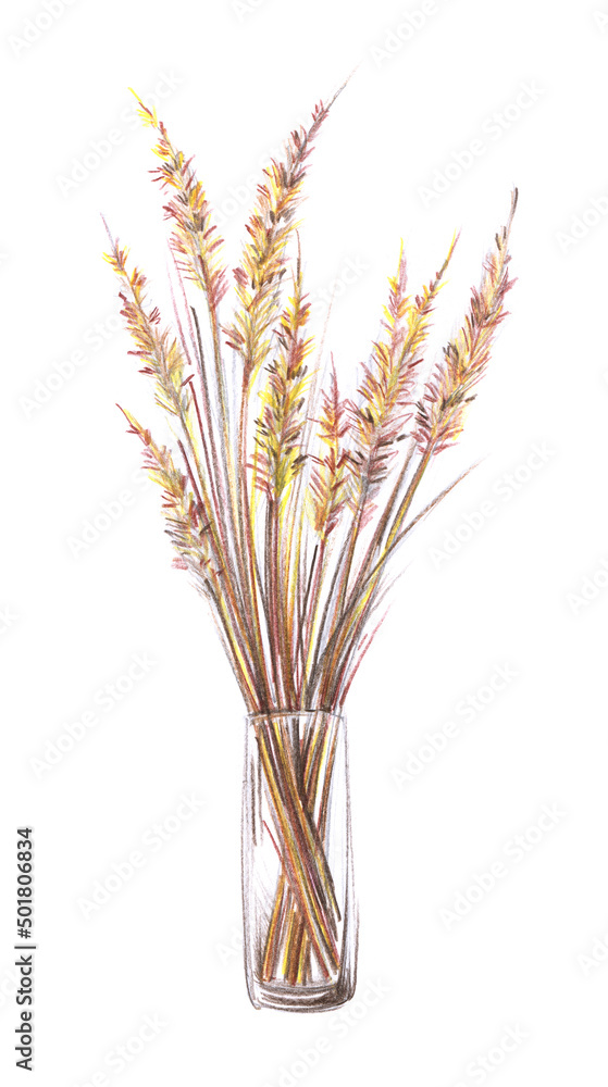 Dry grass cane reeds in a transparent glass vase. Hand-drawn with ...