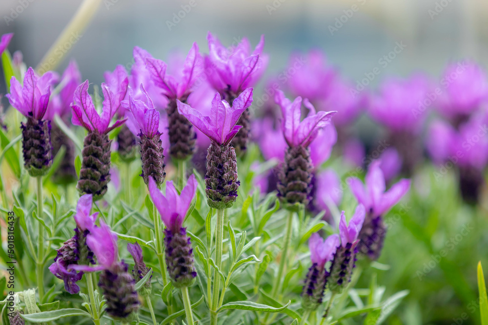 Selective focus of flowers of Lavandula stoechas in the garden with ...