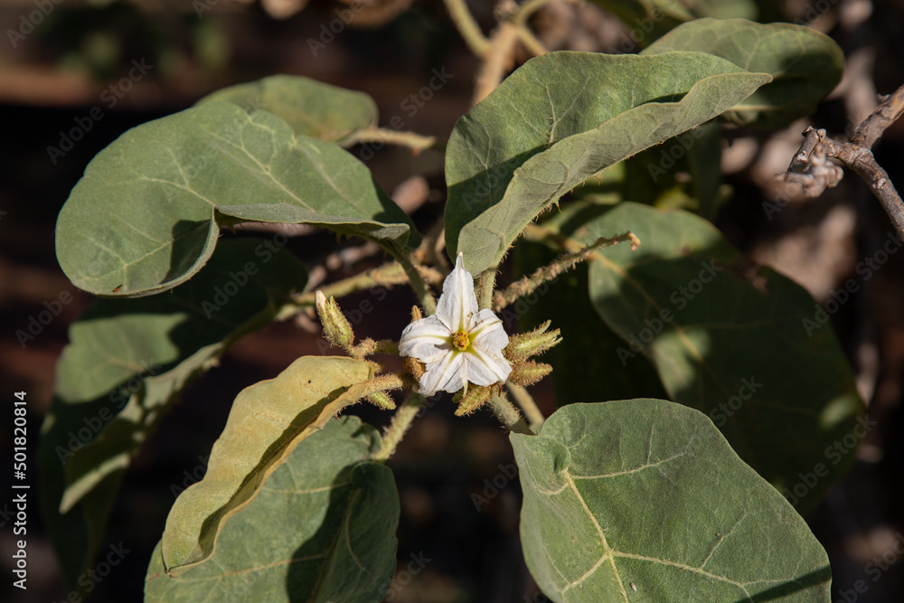 White flower of the rare Lobeira plant (Solanum lycocarpum), typical of ...