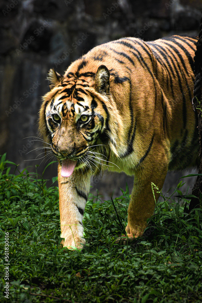 The Tiger Expression ready to pounce, Panthera tigris is the largest ...