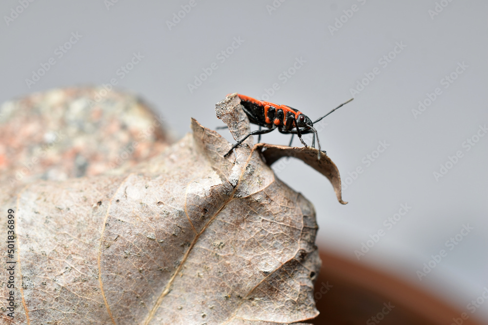 Bed bug Pyrrhocoris apterus on a dry leaf side view. Stock Photo ...