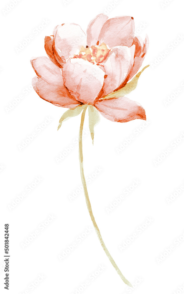 Pink single flower, watercolor floral illustration, decoration for ...
