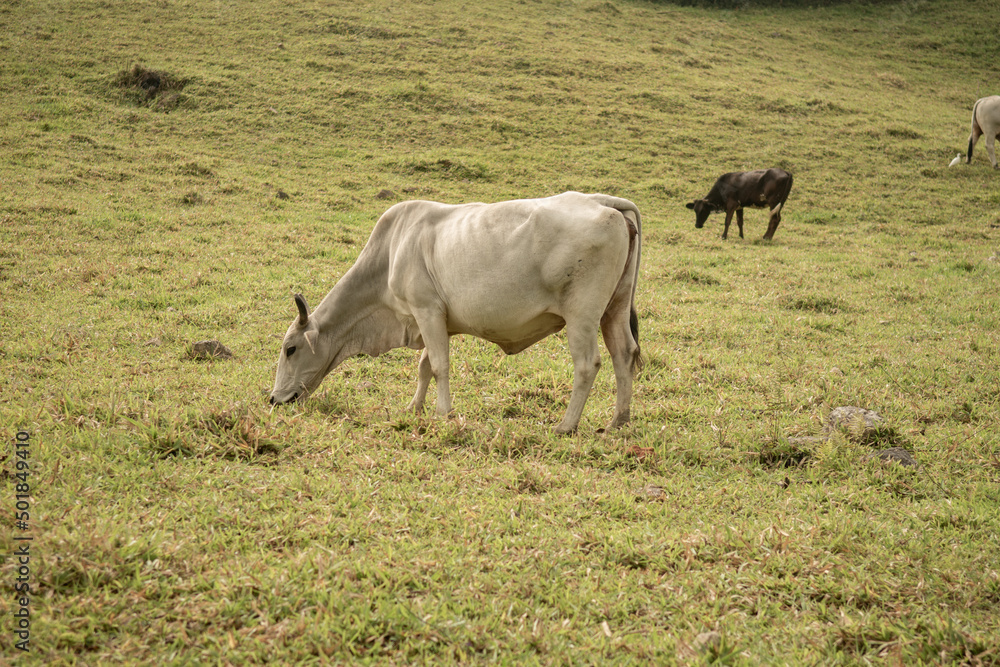 Toro, Vaca y Campo Stock Photo | Adobe Stock