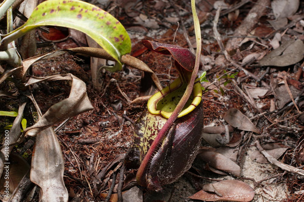 Pitcher of Nepenthes rafflesiana, a carnivorous pitcher plant, Sarawak ...