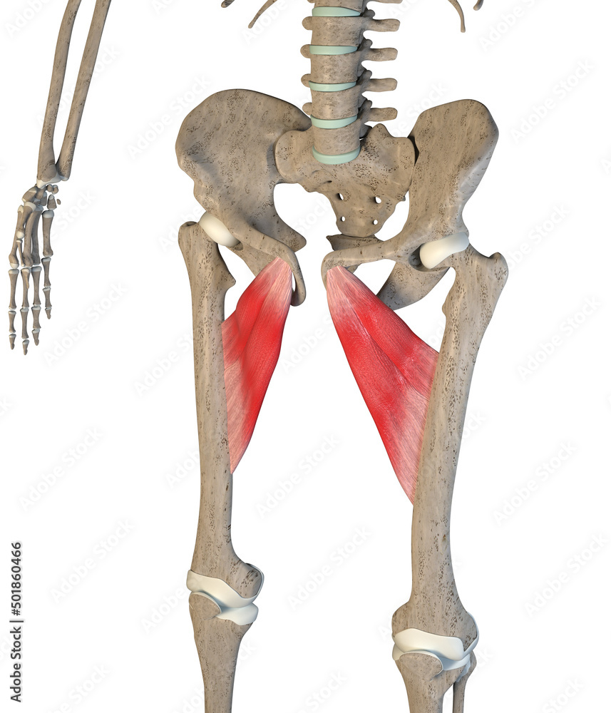 3D Illustration of Adductor Brevis and Longus Muscles On White ...