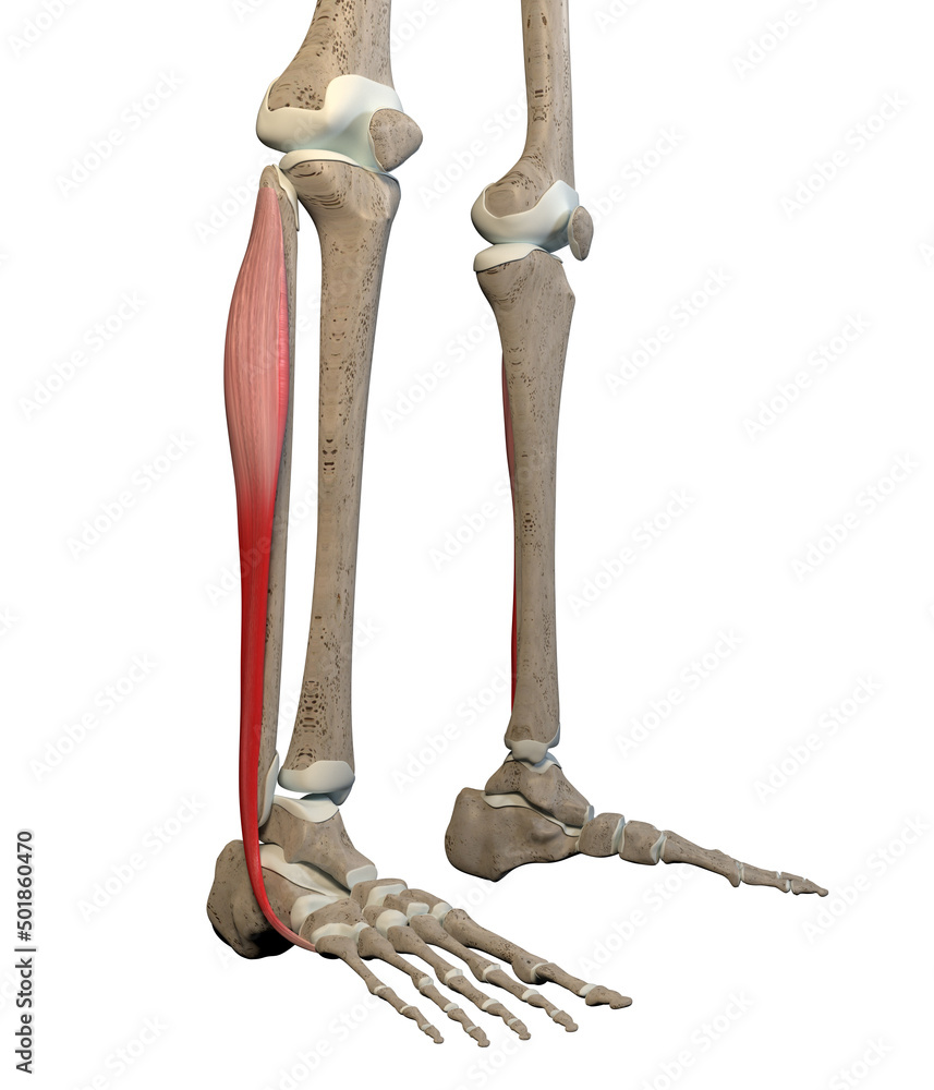 3D Illustration of Fibularis Longus Muscles on White Background Stock ...
