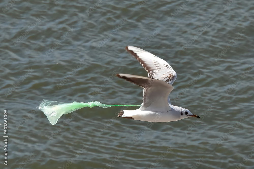 Seagull with nylon bag attached to the wing Stock Photo | Adobe Stock
