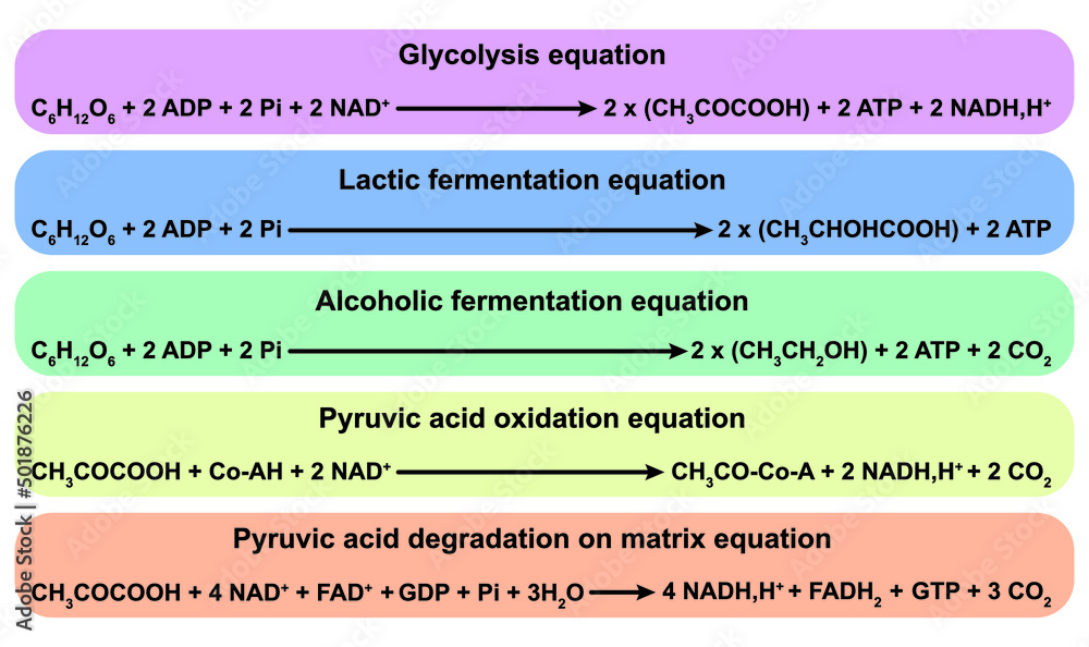 Vetor do Stock: Glucose Degradation On Cell Equations. Pyruvate ...