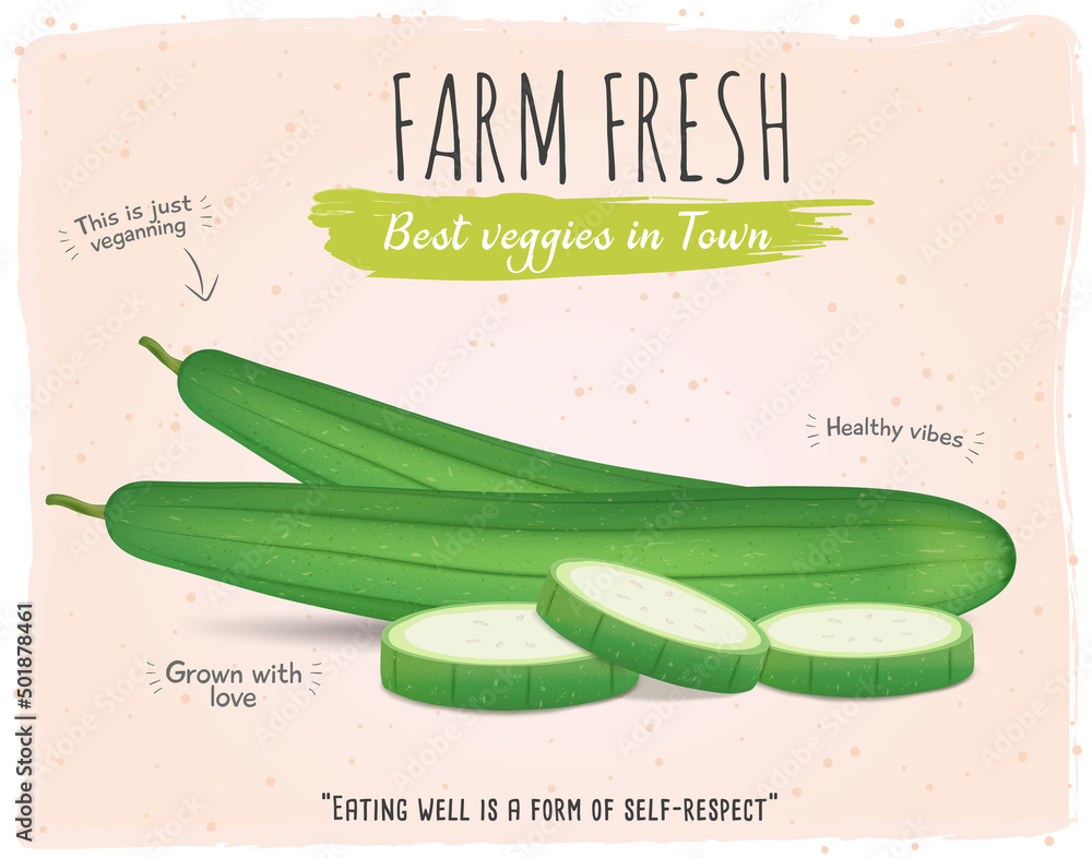 Sponge Gourds vector illustration with round slices Stock ベクター | Adobe ...