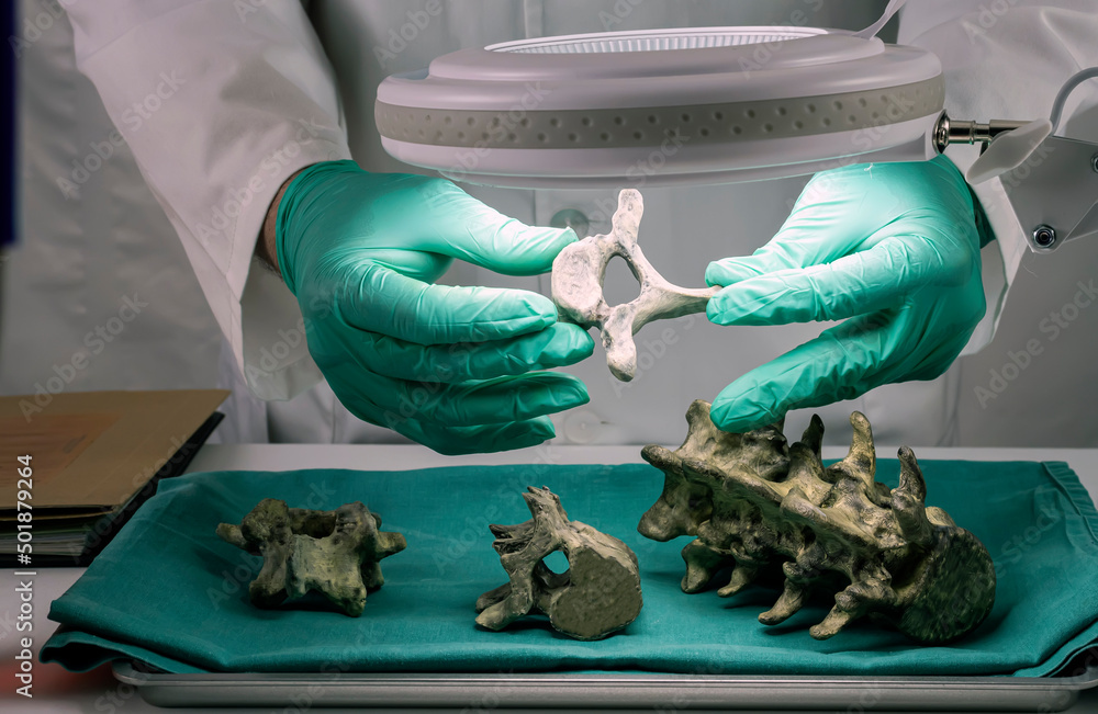 Forensic scientist examines victim's vertebrae to extract DNA, forensic ...
