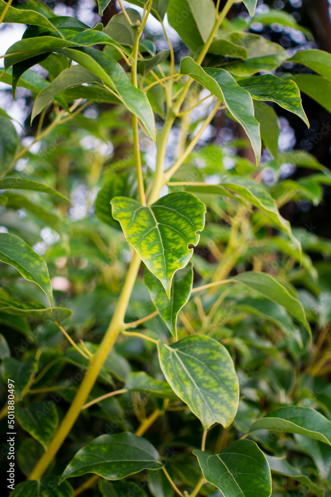 A close up shot of camphor laurel leaves. Cinnamomum camphora is a species of evergreen tree ...
