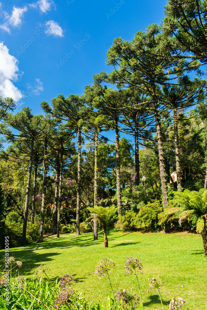 Araucaria Angustifolia, typical native tree at the Black Lake park in ...