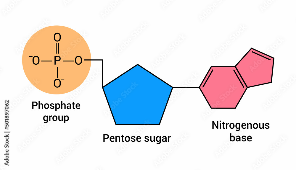 chemical structure of DNA nucleotide Stock Vector | Adobe Stock