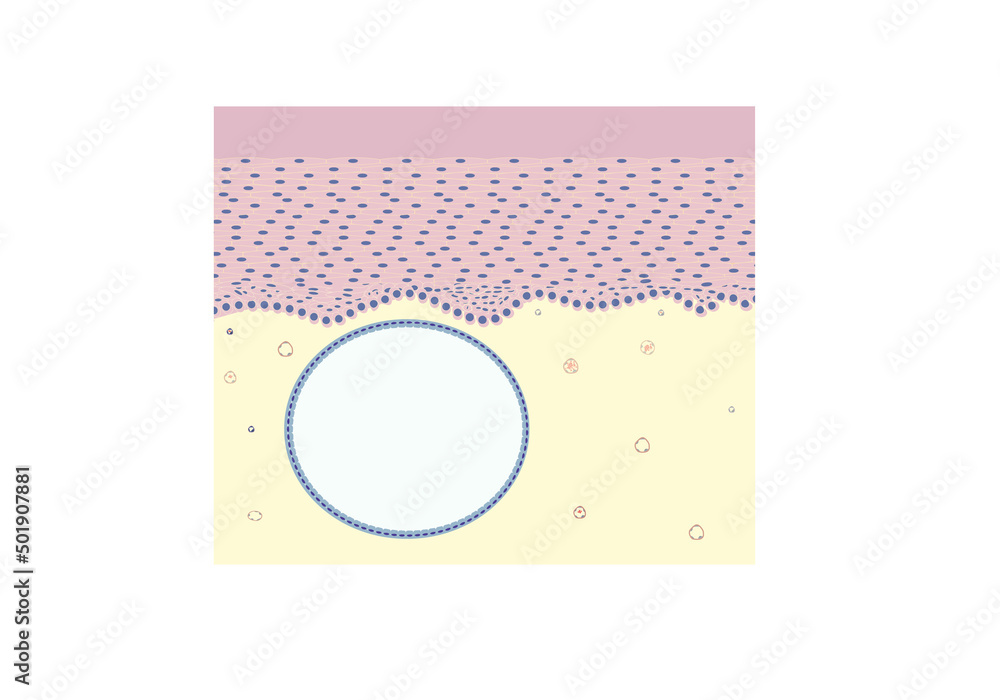 Histology of ovula nabothi under a microscope, vector illustration ...